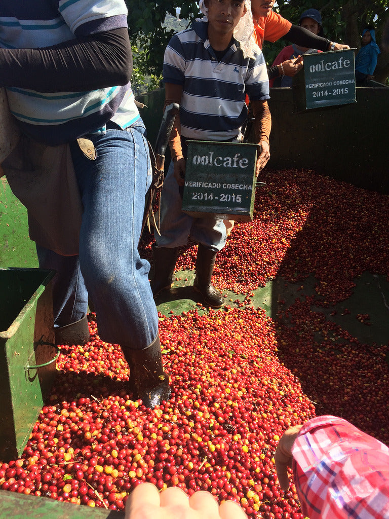 Signature Blends & Roasts – Dawson Taylor Coffee Roasters